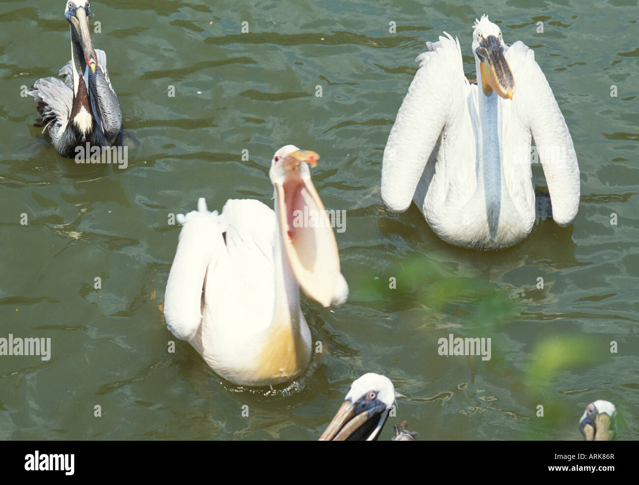 Singapore singing bird hi-res stock photography and images - Alamy
