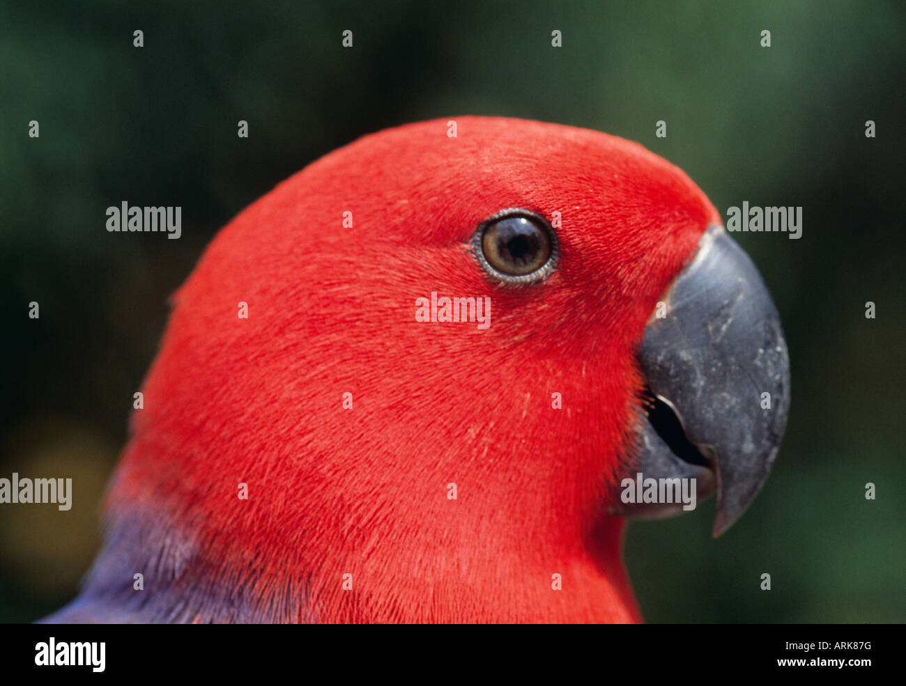 Singapore birds flying hi-res stock photography and images - Alamy