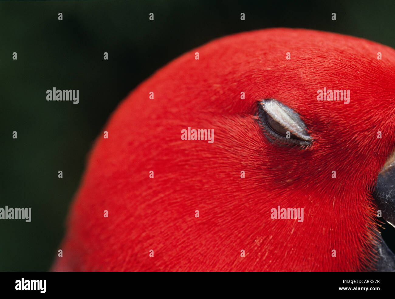 Parrot thinking hi-res stock photography and images - Alamy