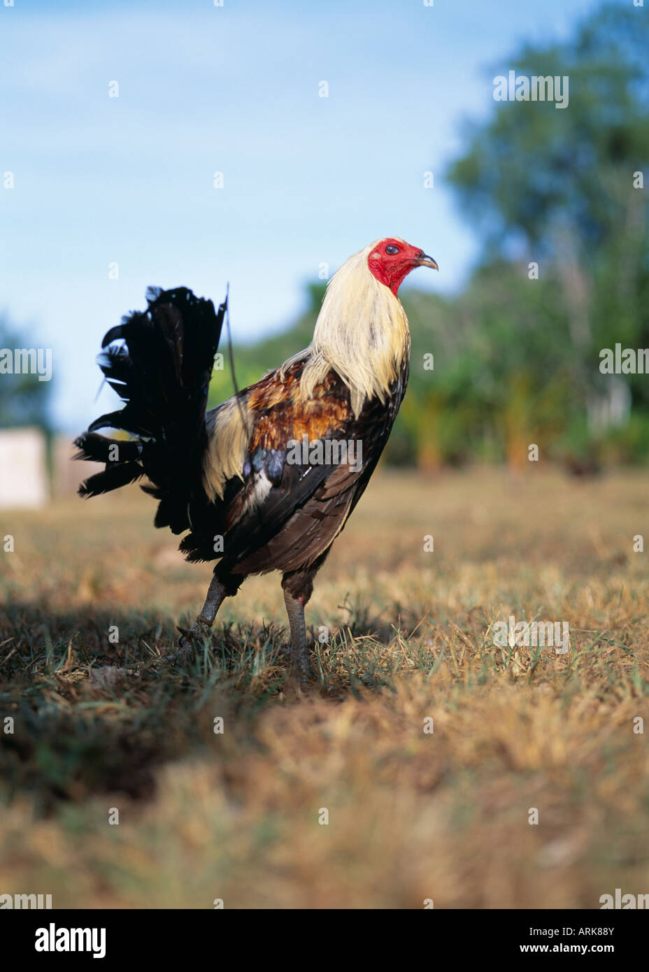 Fowl, Saipan, Marianas Stock Photo - Alamy