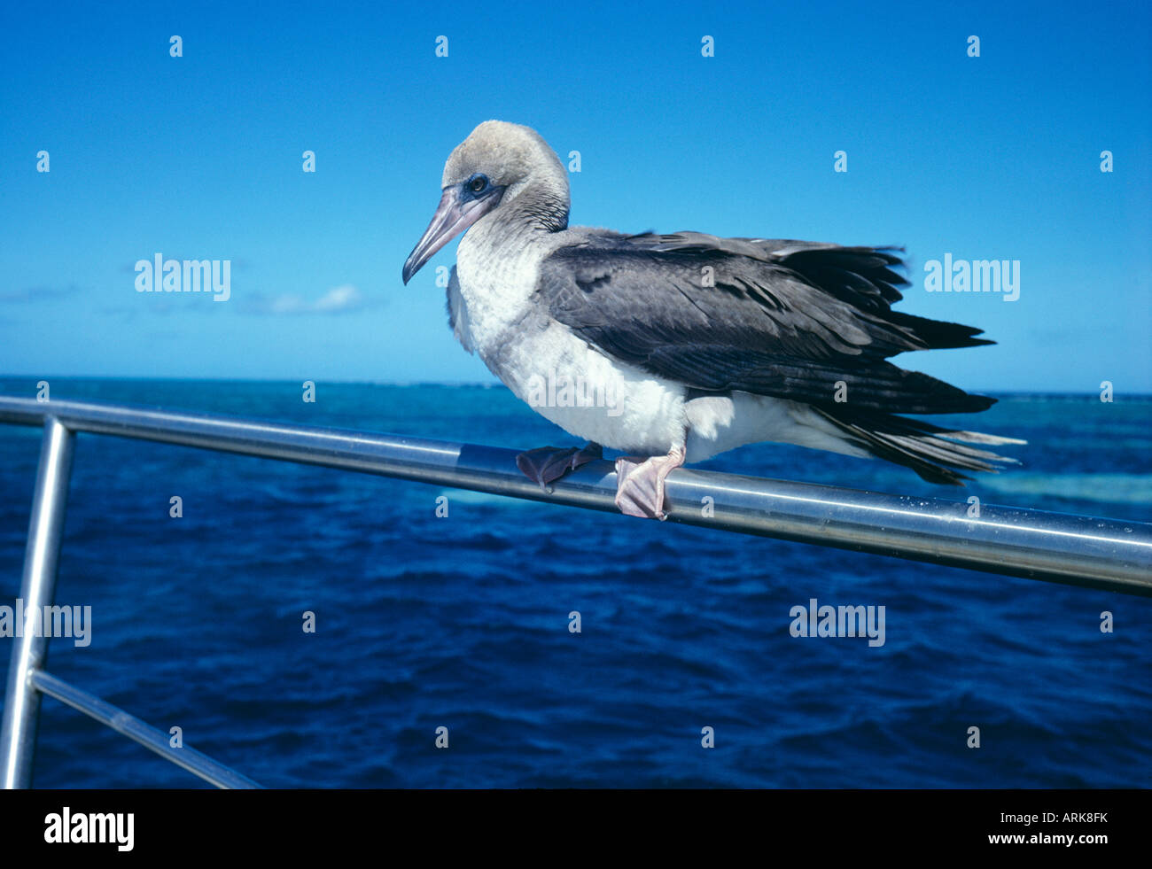 Garnet wings hi-res stock photography and images - Alamy