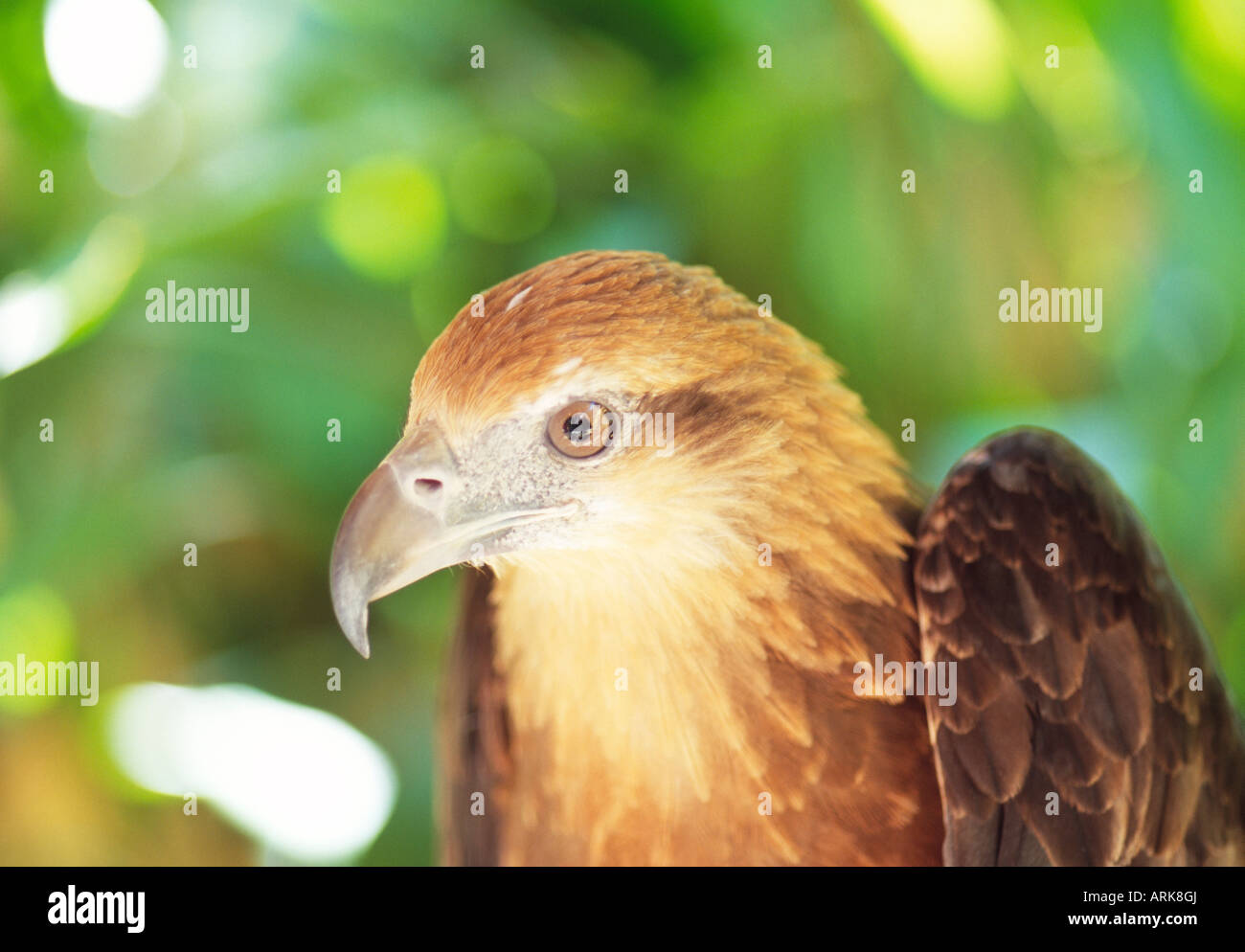 Eagle, Langkawi, Malaysia Stock Photo - Alamy