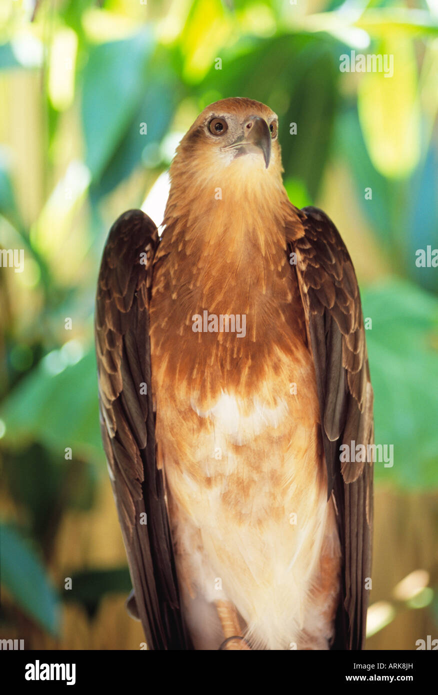 Eagle, Langkawi, Malaysia Stock Photo - Alamy