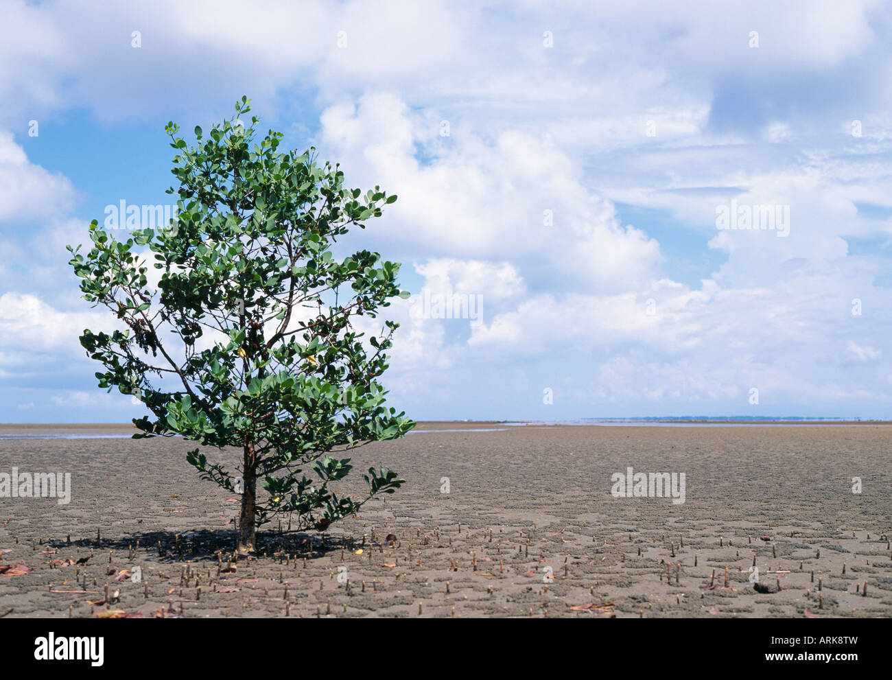 Mangrove tree, Okinawa, Japan Stock Photo - Alamy