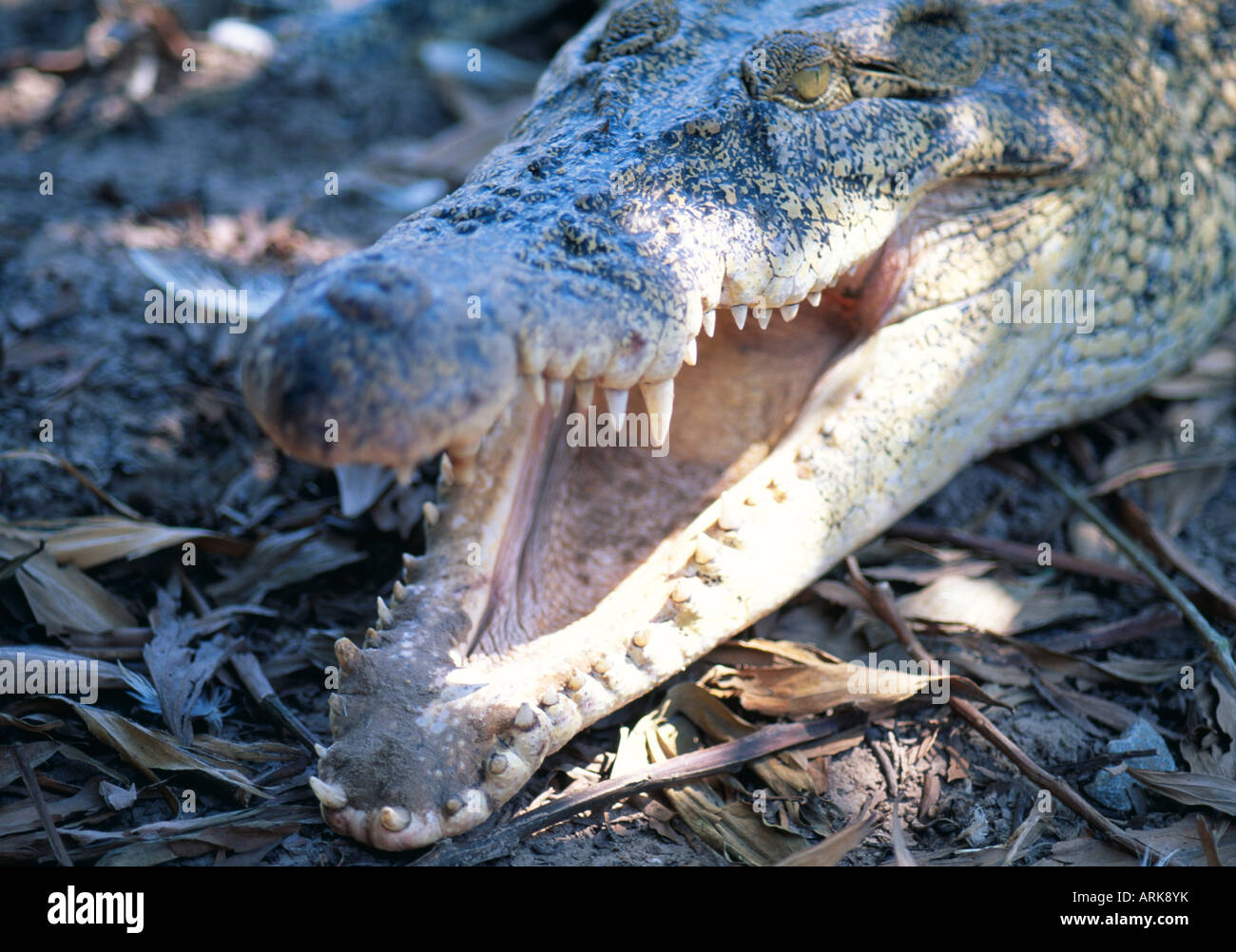 Crocodile with open mouth, East Malaysia, Borneo Stock Photo - Alamy