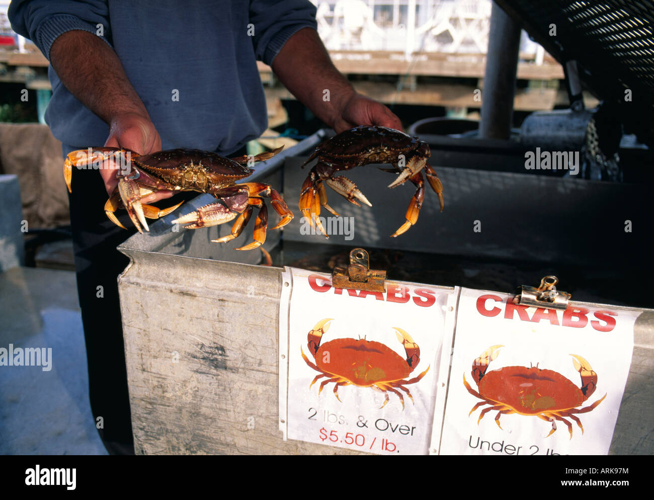 Male dungeness crab hi-res stock photography and images - Alamy