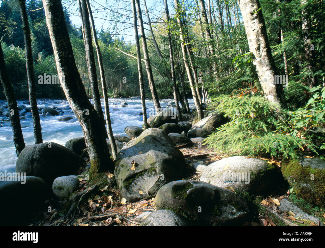 Stream in the forest, Lynn Canyon Oark, Vancouver, Canada Stock Photo ...
