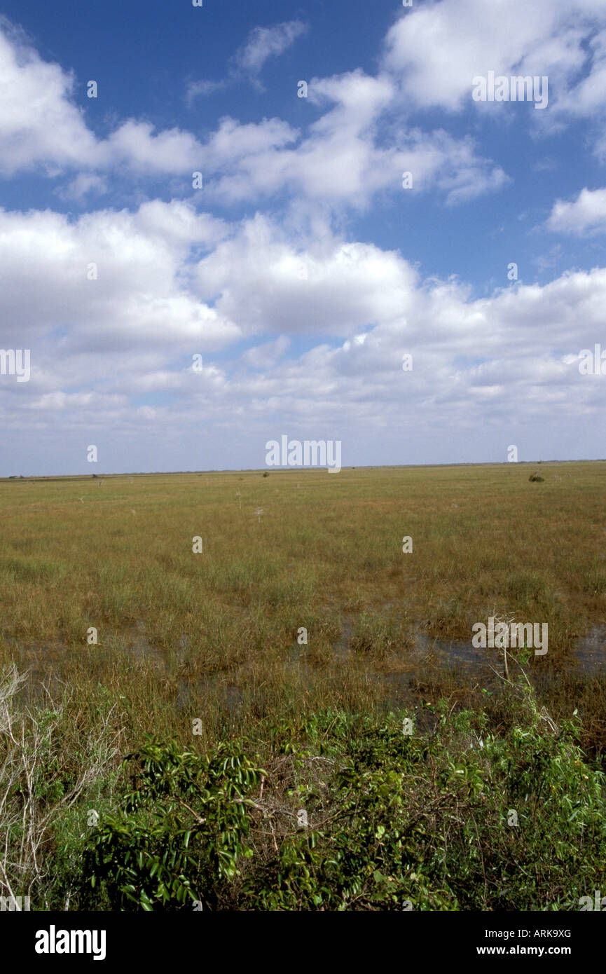FL Florida Everglades National Park sawgrass from Pa hayokee swampy ...