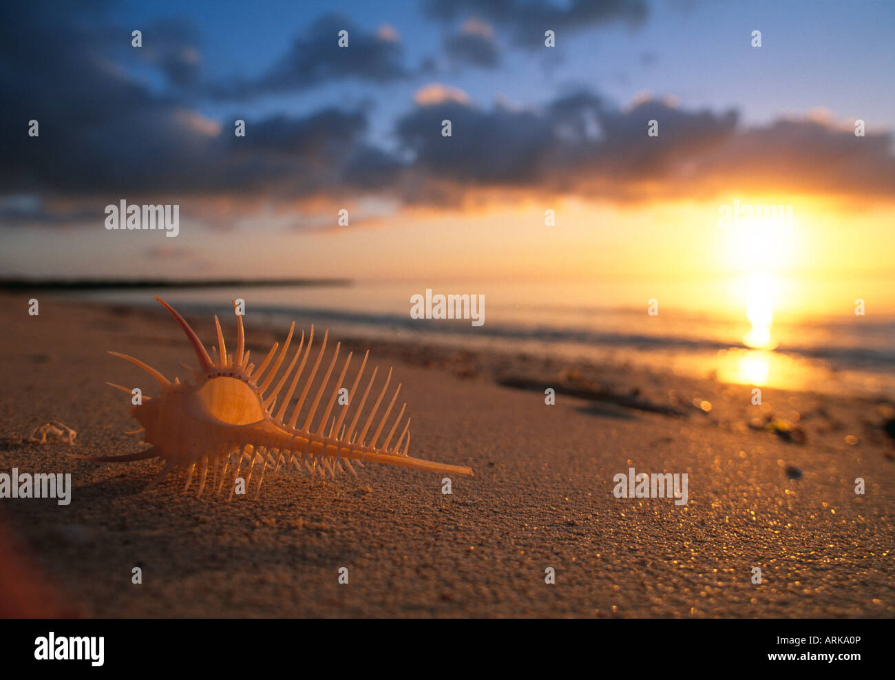 Shell on the beach, sunset, New Caledonia Stock Photo - Alamy