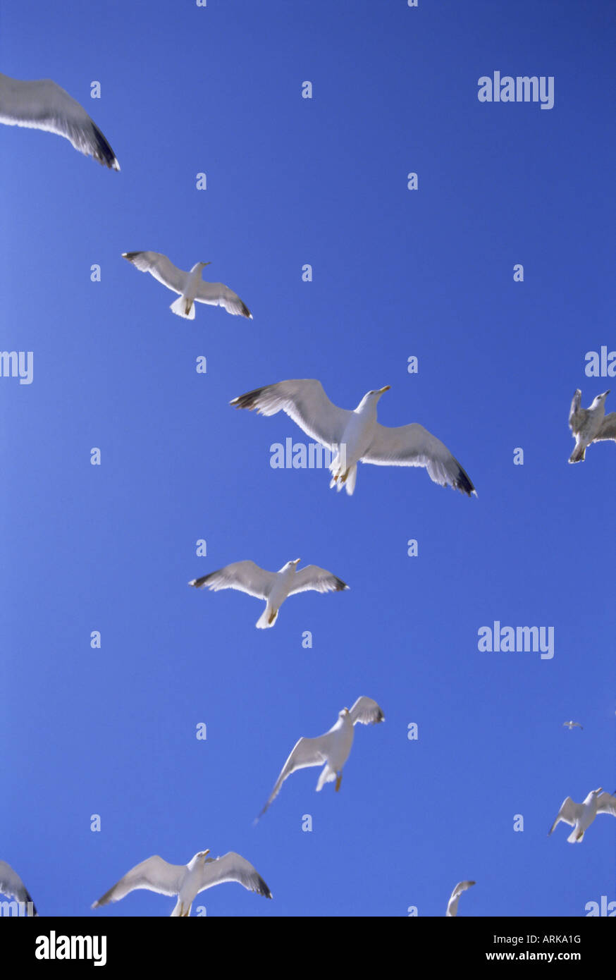 Seagulls in flight hi-res stock photography and images - Alamy