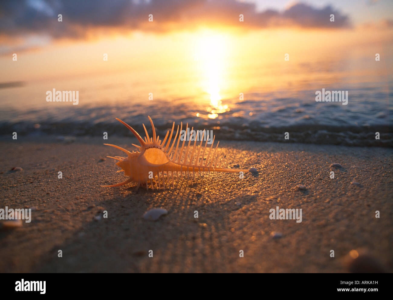 Shell on the beach, sunset, New Caledonia Stock Photo - Alamy