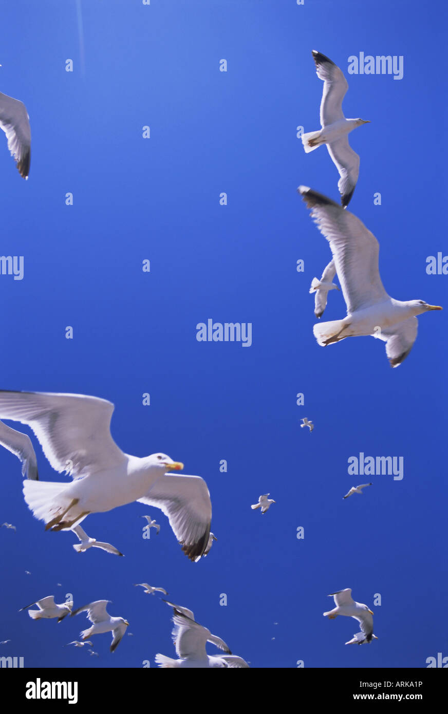 Seagulls in flight in a blue sky Stock Photo - Alamy