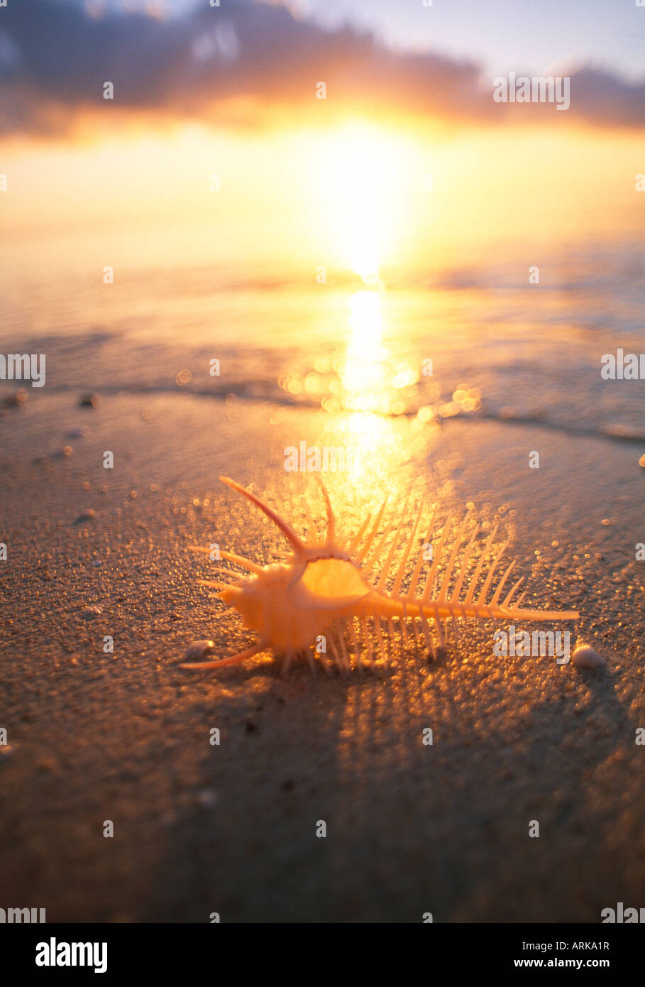Shell on the beach, sunset, New Caledonia Stock Photo - Alamy