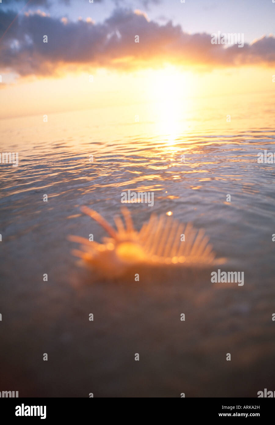 Sea shell darkness hi-res stock photography and images - Alamy