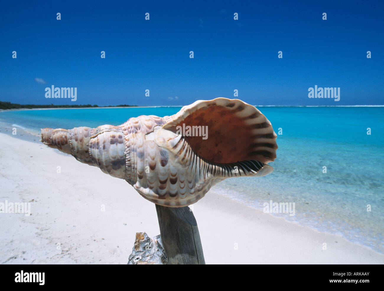 Trumpet shell, New Caledonia Stock Photo - Alamy