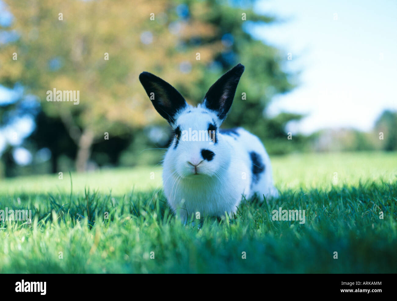 Vancouver Island Rabbit High Resolution Stock Photography and Images ...