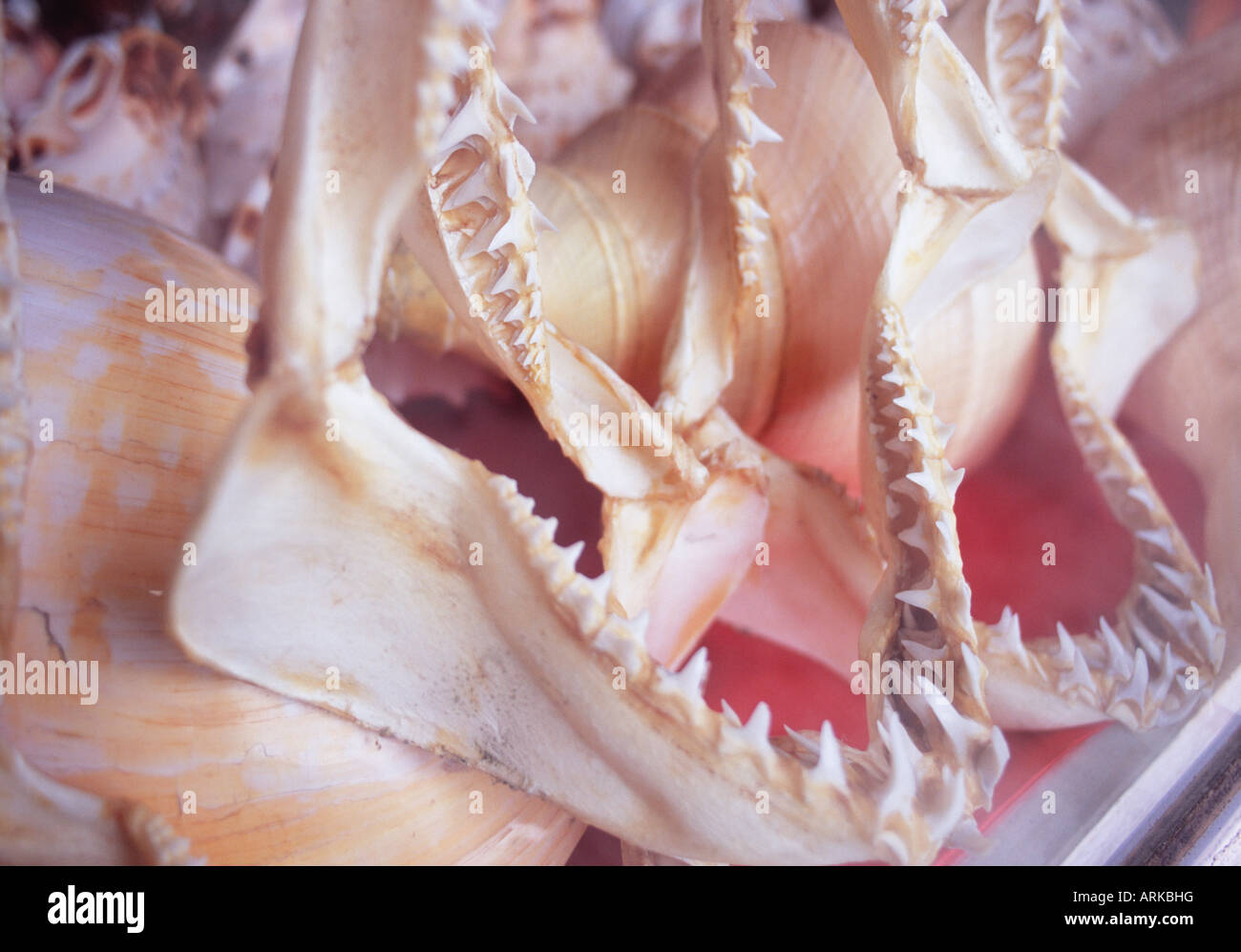 Sharpened teeth hi-res stock photography and images - Alamy