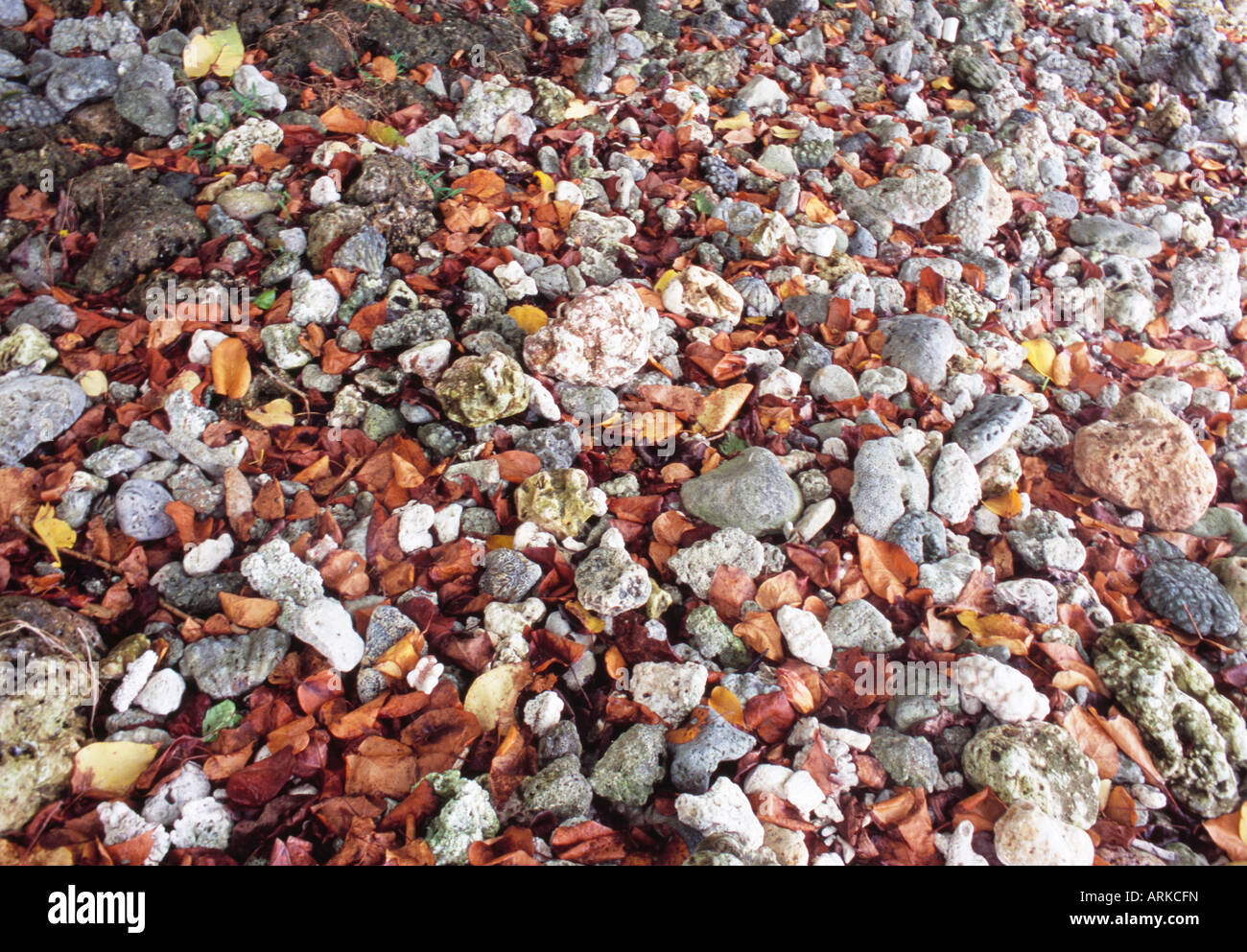 shells and pebbles, Saipan, Marianas Stock Photo - Alamy