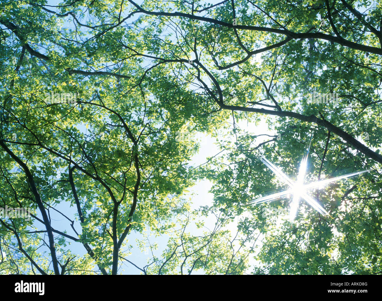Sunshining through trees hi-res stock photography and images - Alamy