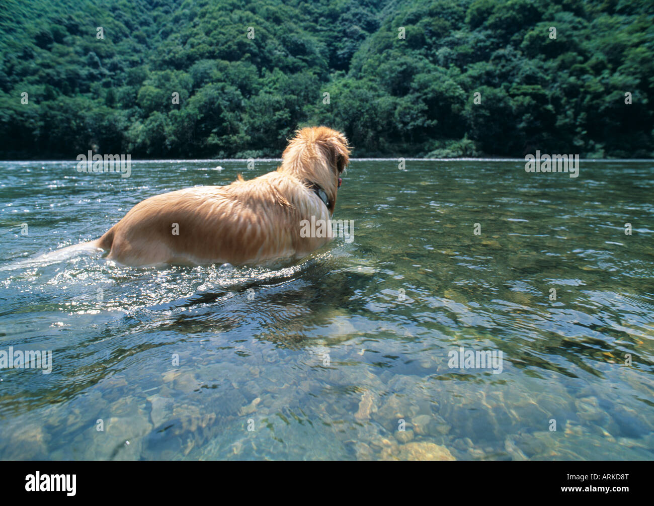 A dog in the river Stock Photo - Alamy