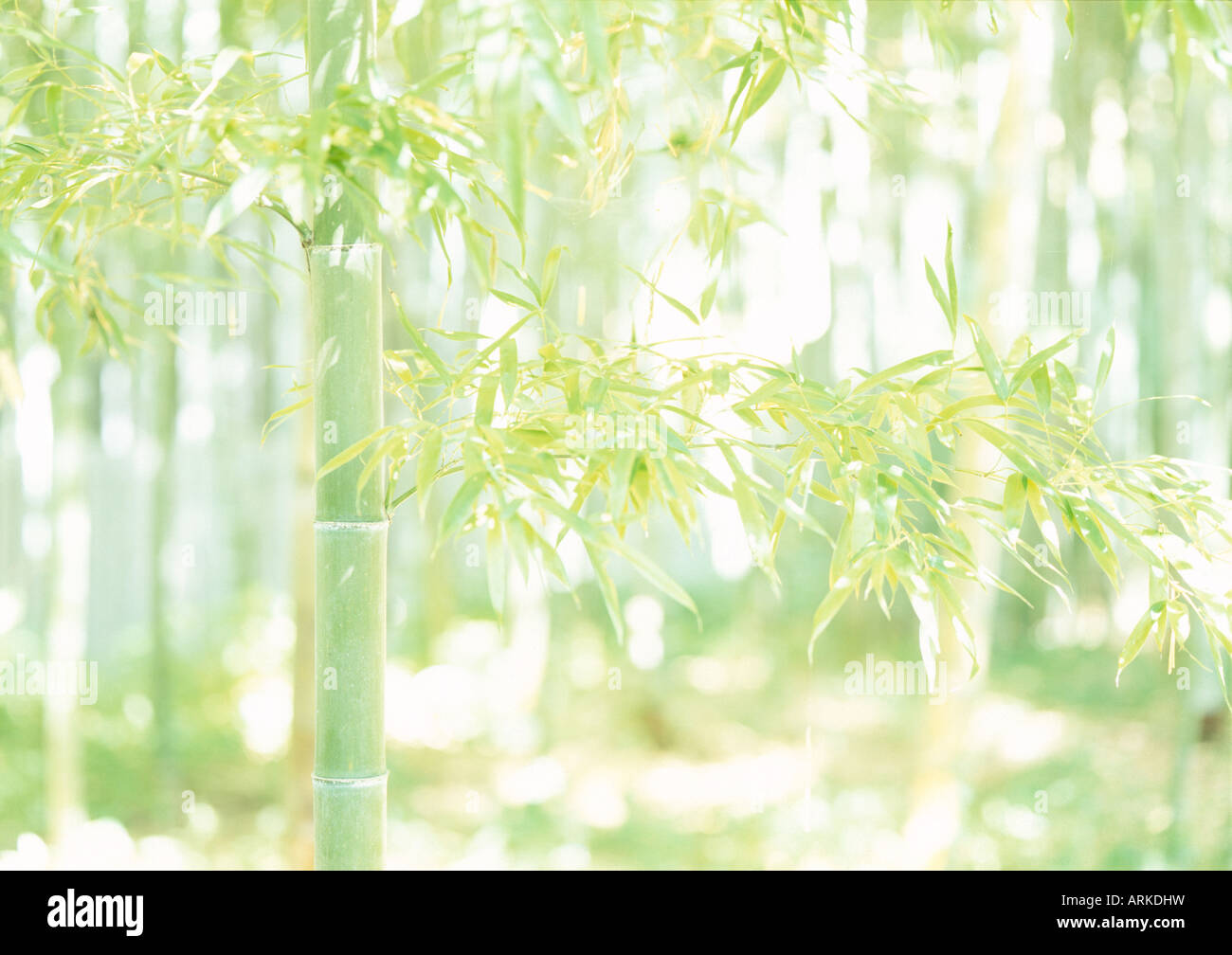 Japanese bamboo forests hi-res stock photography and images - Alamy