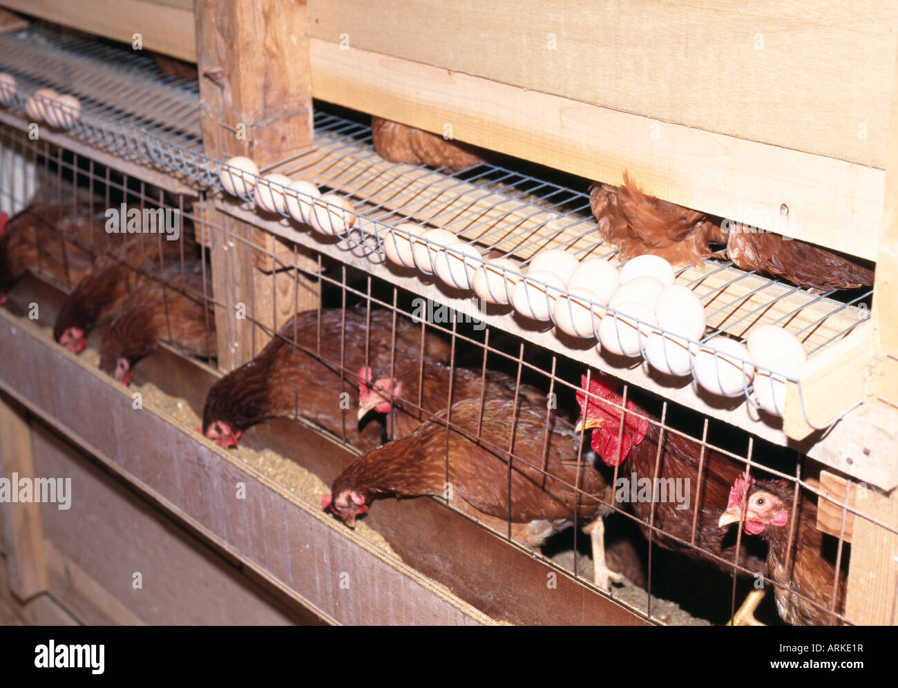 Indoor farming japan hi-res stock photography and images - Alamy