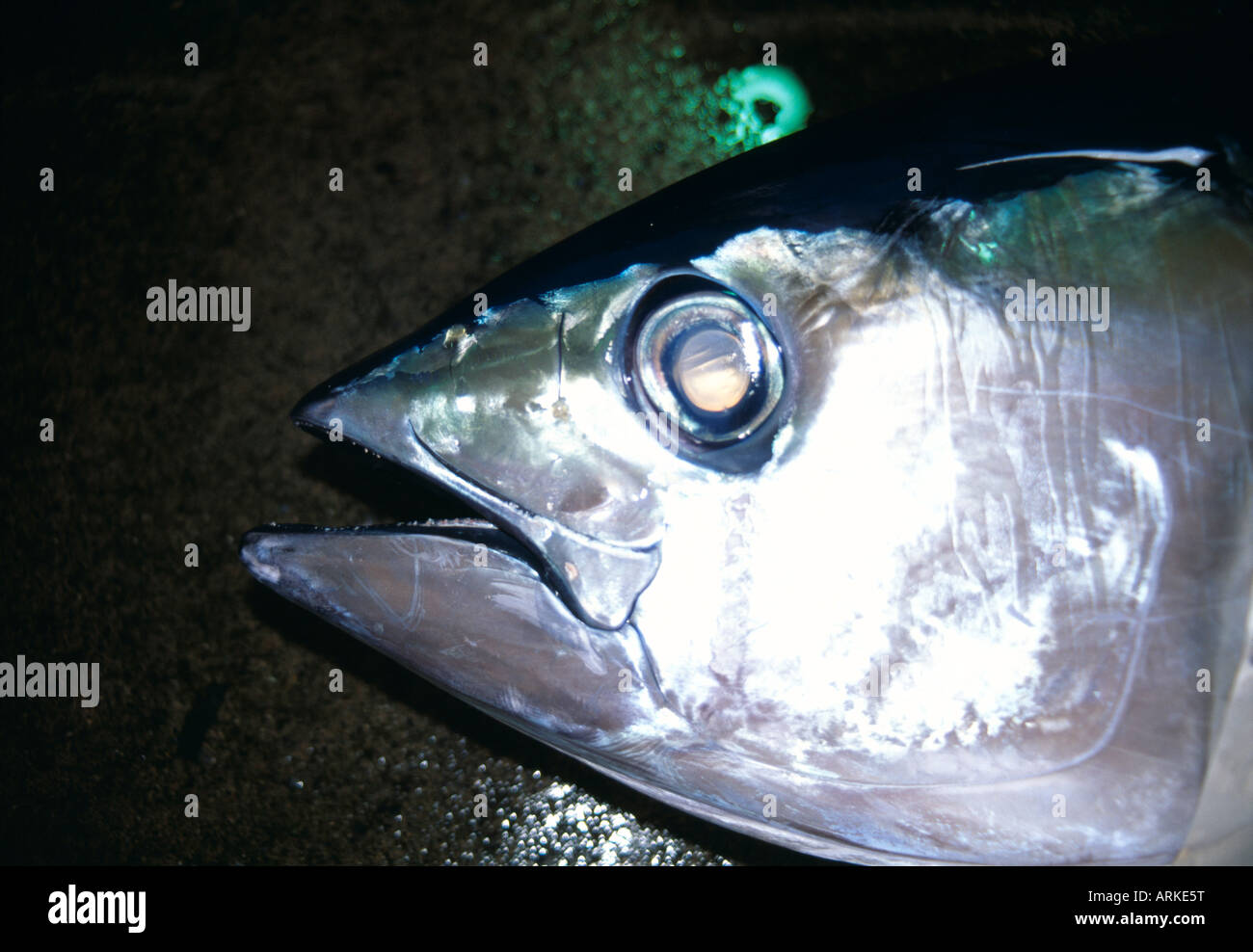 Fresh tuna fish in slow hi-res stock photography and images - Alamy