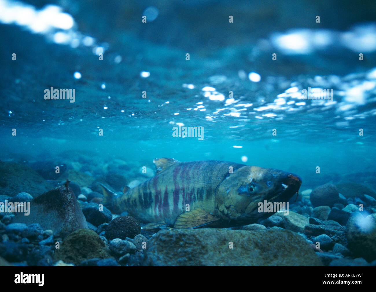 Horizontal upstream close up hi-res stock photography and images - Alamy