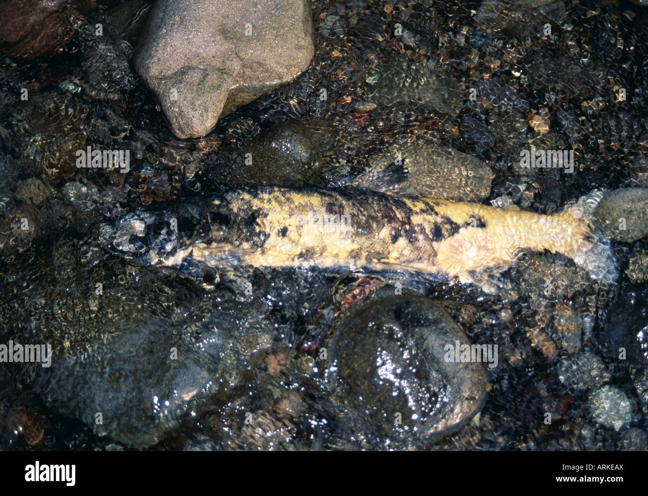Dead salmon underwater hi-res stock photography and images - Alamy