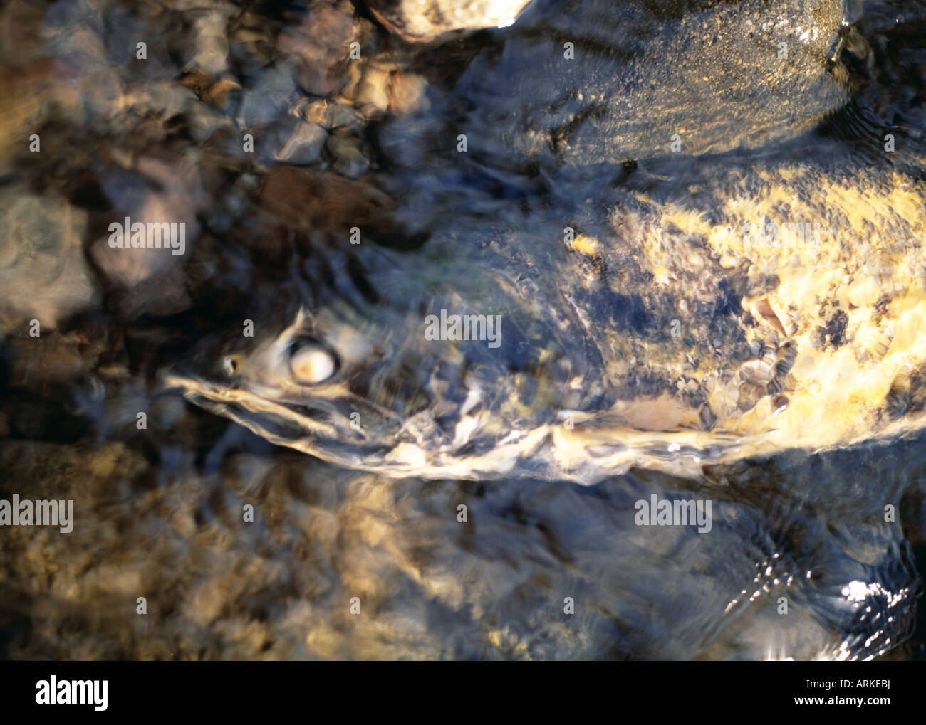 Dead salmon underwater hi-res stock photography and images - Alamy