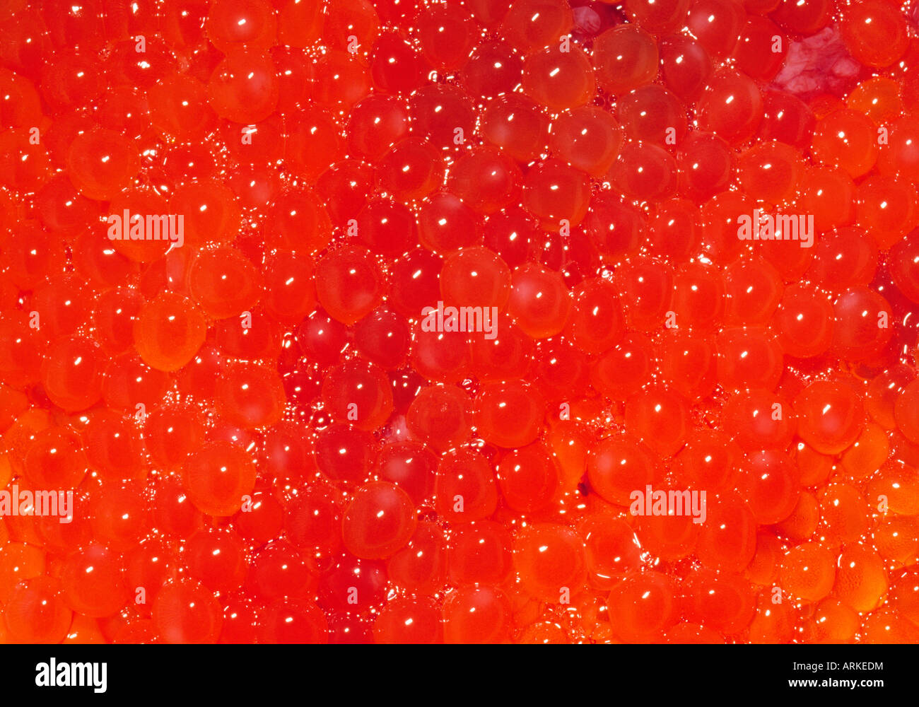 Salmon fish eggs underwater hi-res stock photography and images - Alamy