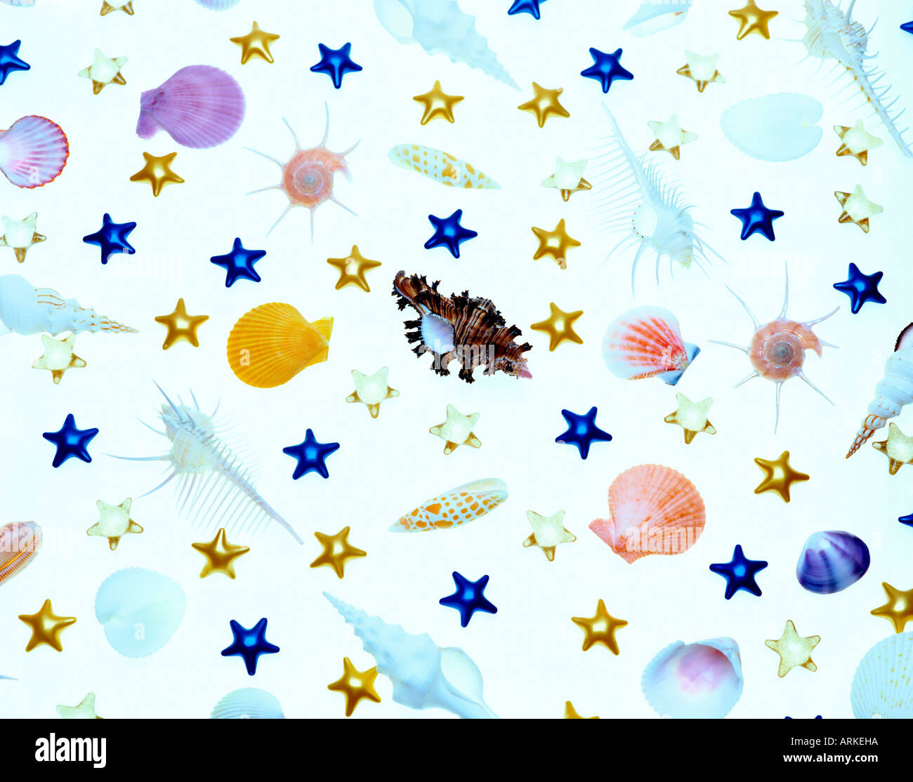 Mixture of shells Stock Photo - Alamy