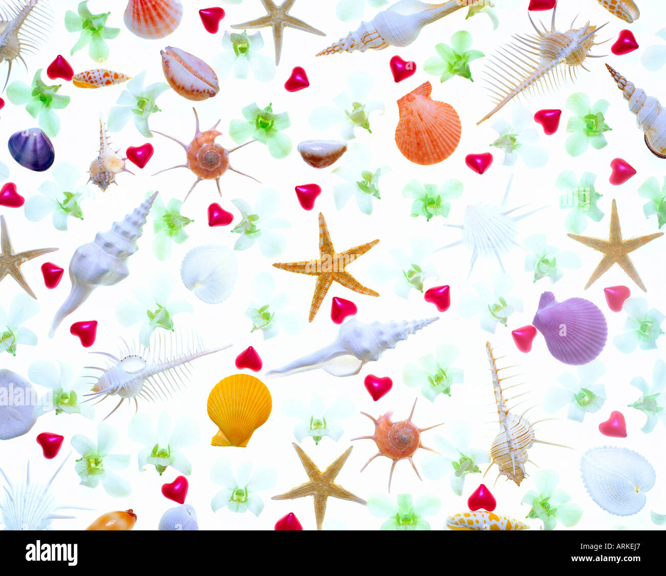 Mixture of shells Stock Photo - Alamy