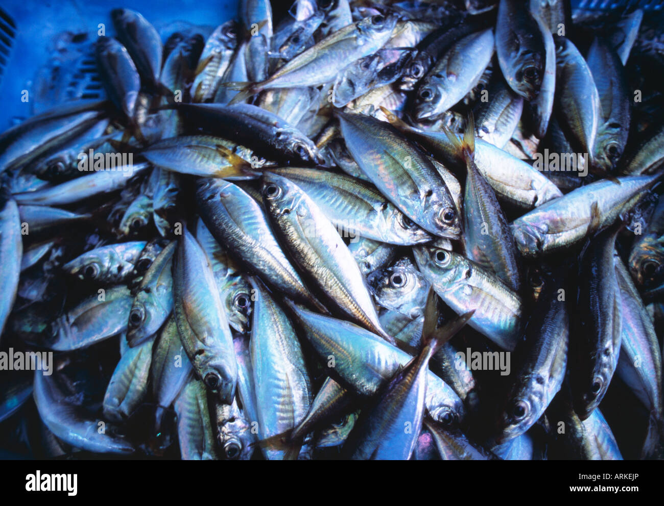 Yellowfin horse mackerel hi-res stock photography and images - Alamy