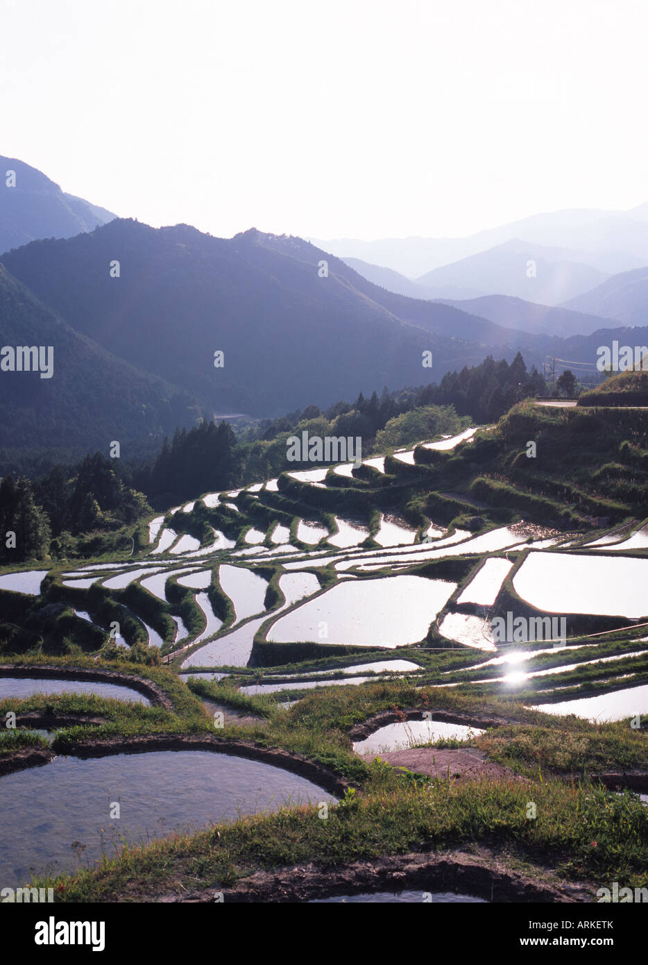 Japanese rice terrace Stock Photo - Alamy