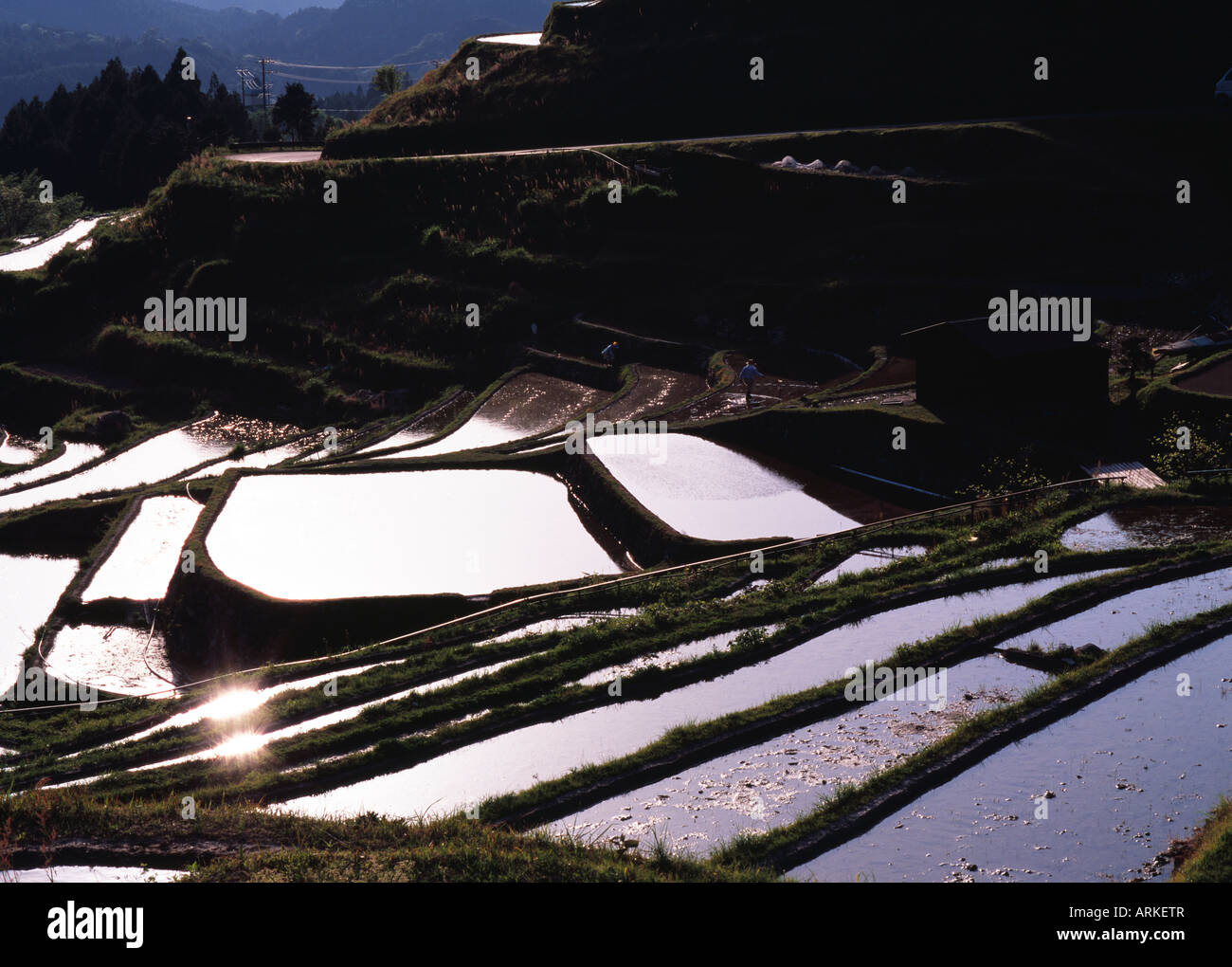 Japanese rice terrace Stock Photo - Alamy