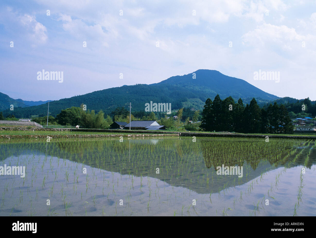 Japanese rice field Stock Photo - Alamy