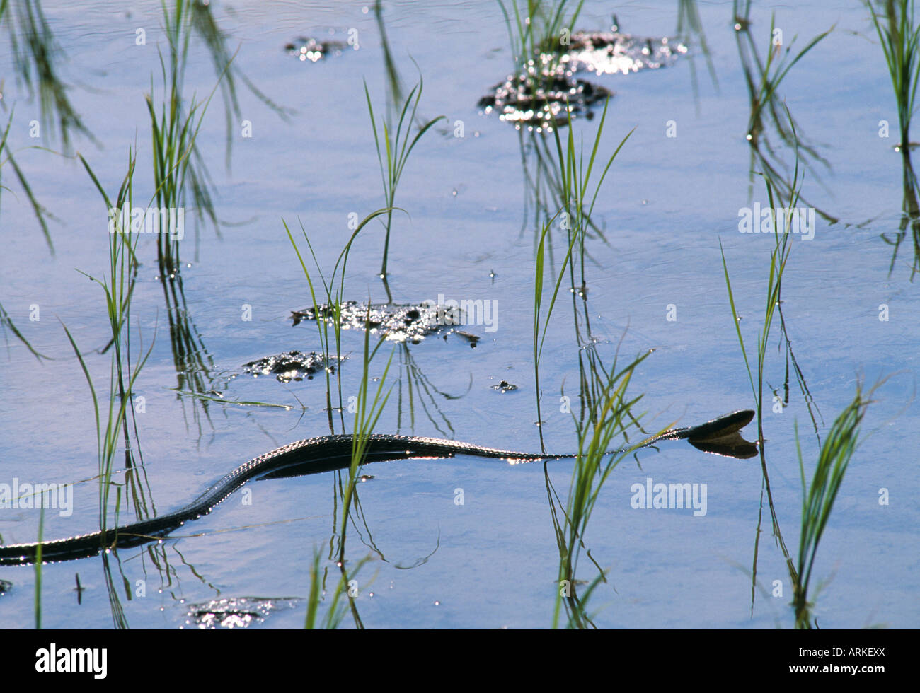 A snake in the rice field, Japan Stock Photo - Alamy