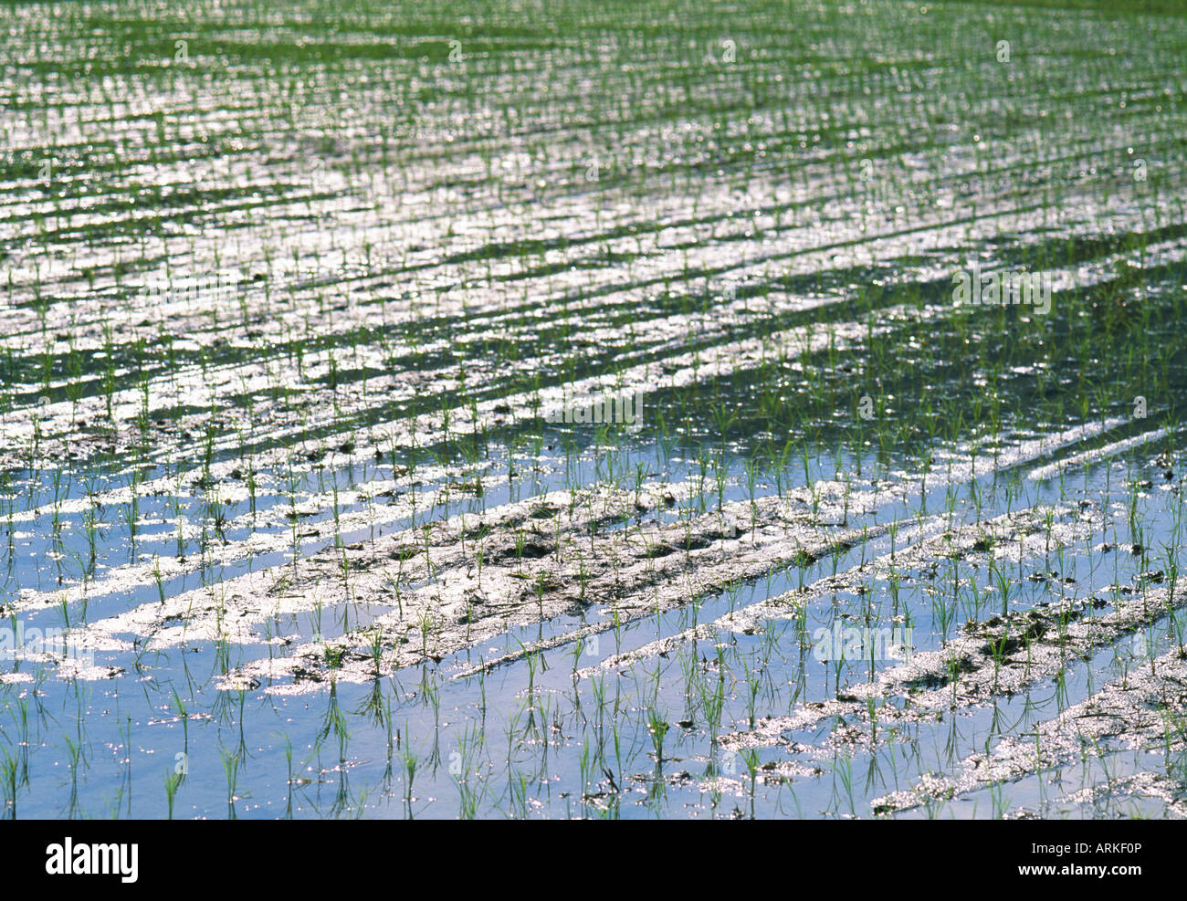 Japanese rice field Stock Photo - Alamy