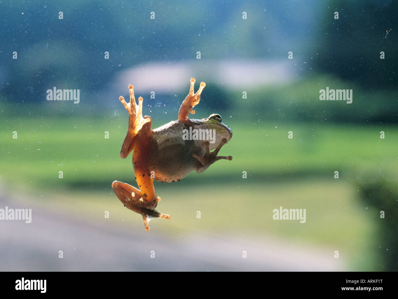 A frog on the window Stock Photo - Alamy