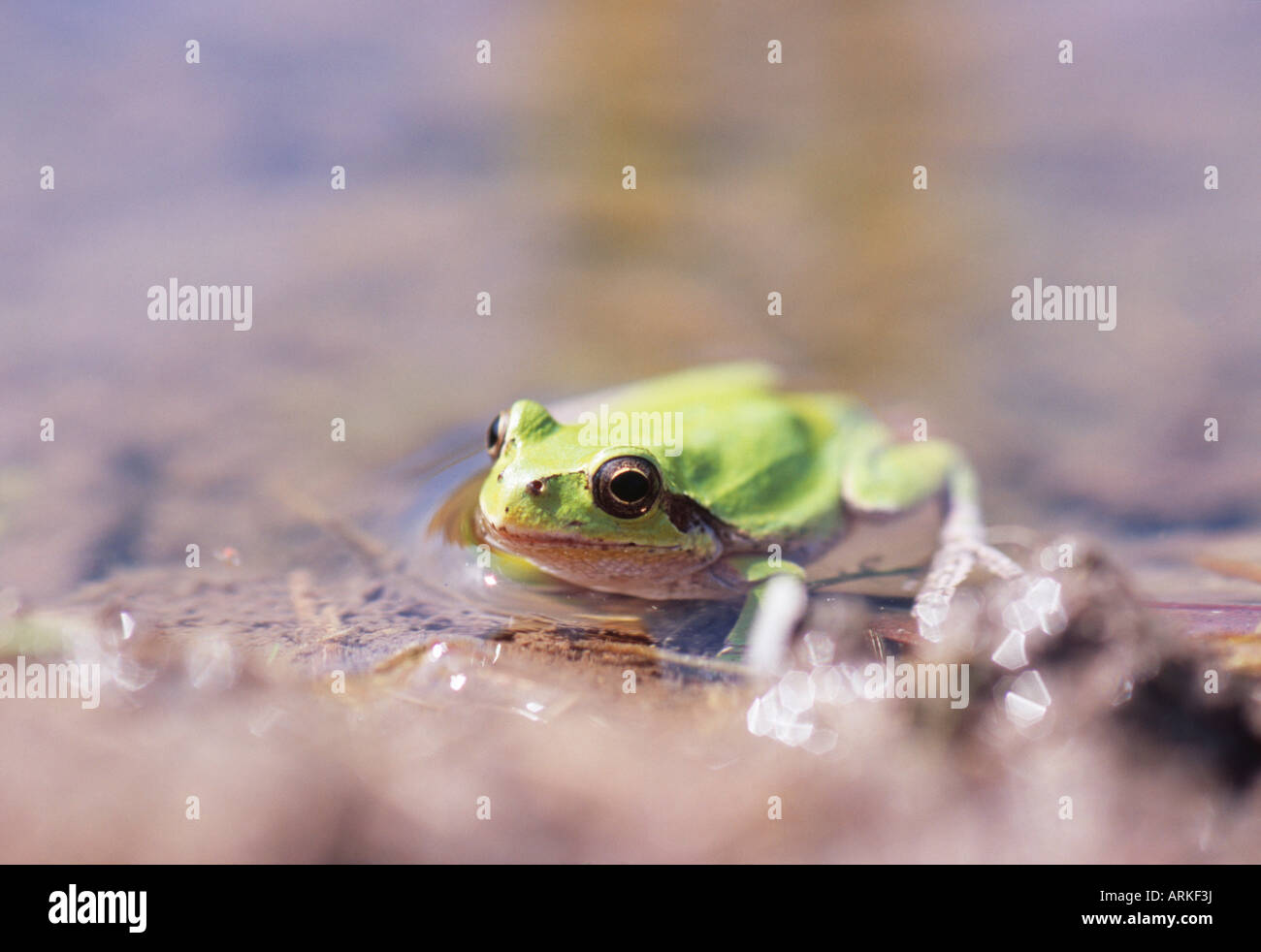 Green paddy frog hi-res stock photography and images - Alamy