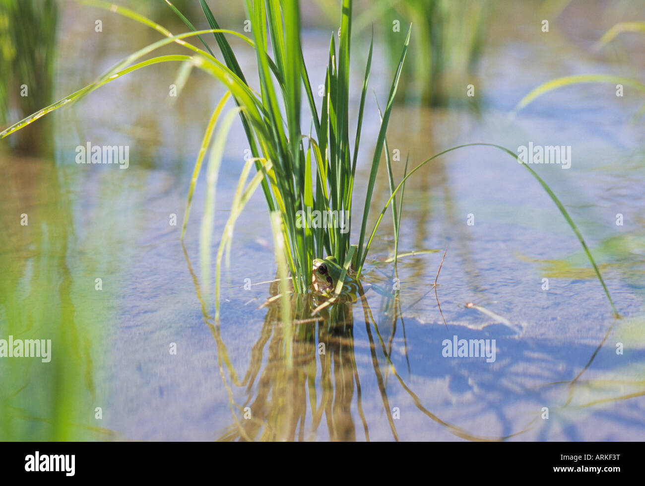 Frog, Japanese rice field Stock Photo - Alamy