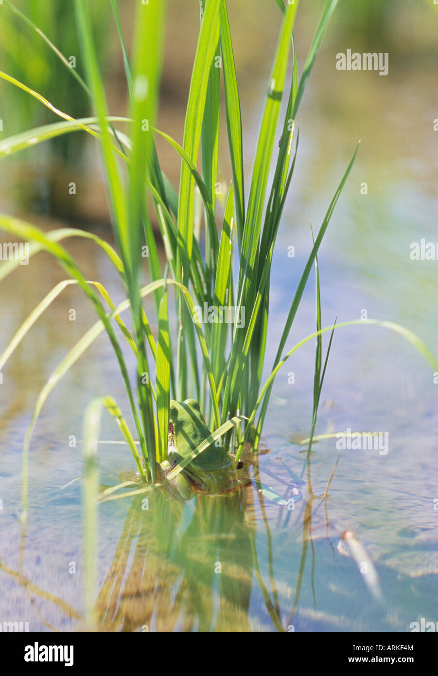 Frog, Japanese rice field Stock Photo - Alamy