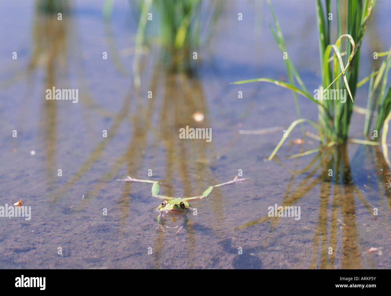 Paddy field frog hi-res stock photography and images - Alamy