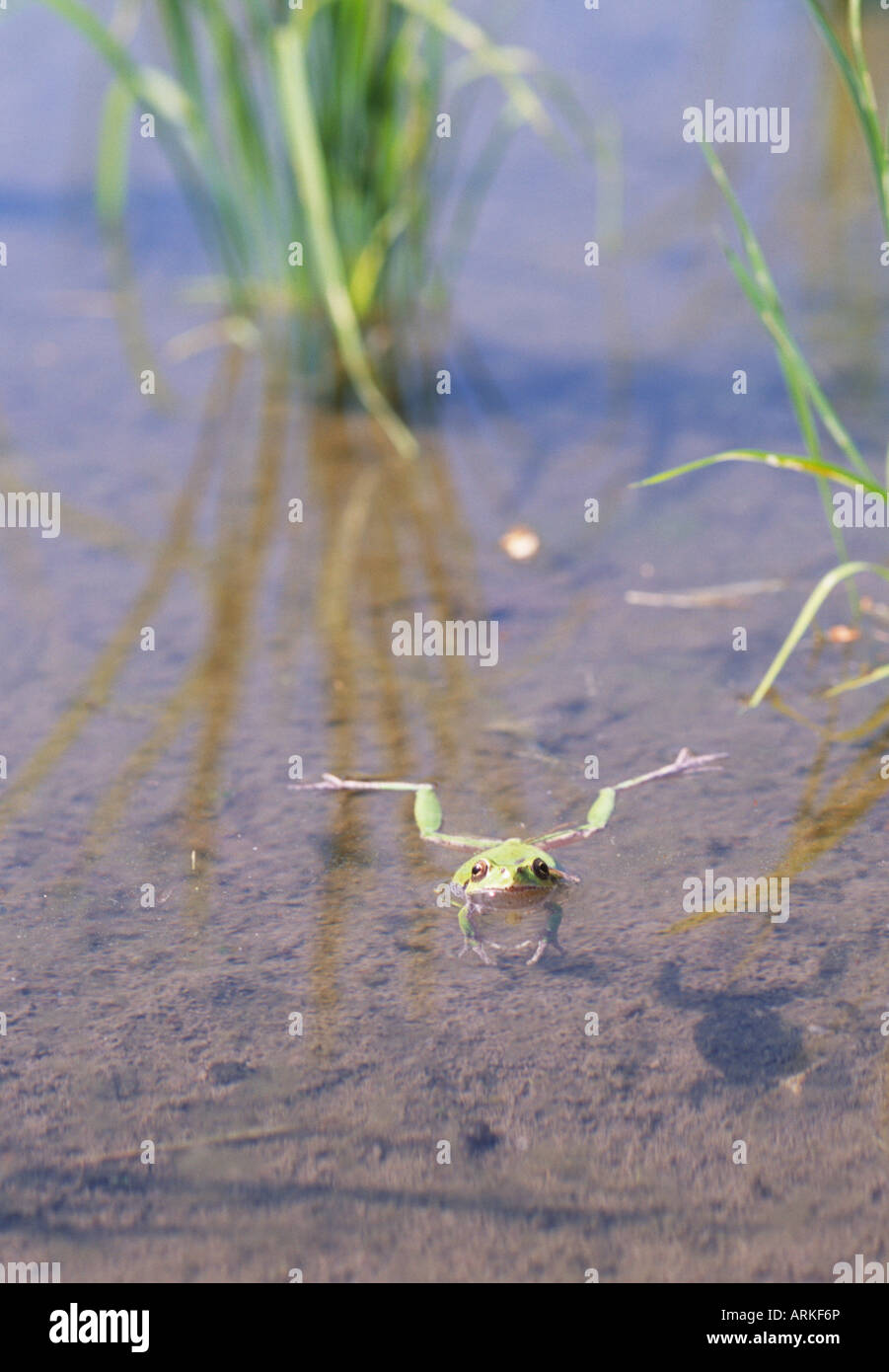 Rice Field Frog Stock Photos & Rice Field Frog Stock Images - Alamy