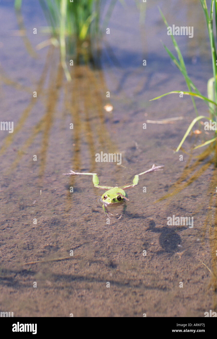 Rice Field Frog Stock Photos & Rice Field Frog Stock Images - Alamy