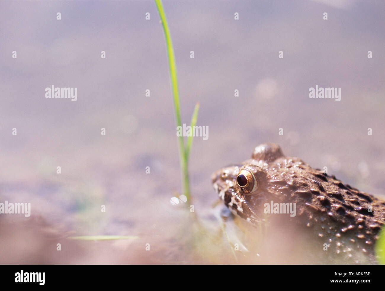 Rice Field Frog Stock Photos & Rice Field Frog Stock Images - Alamy