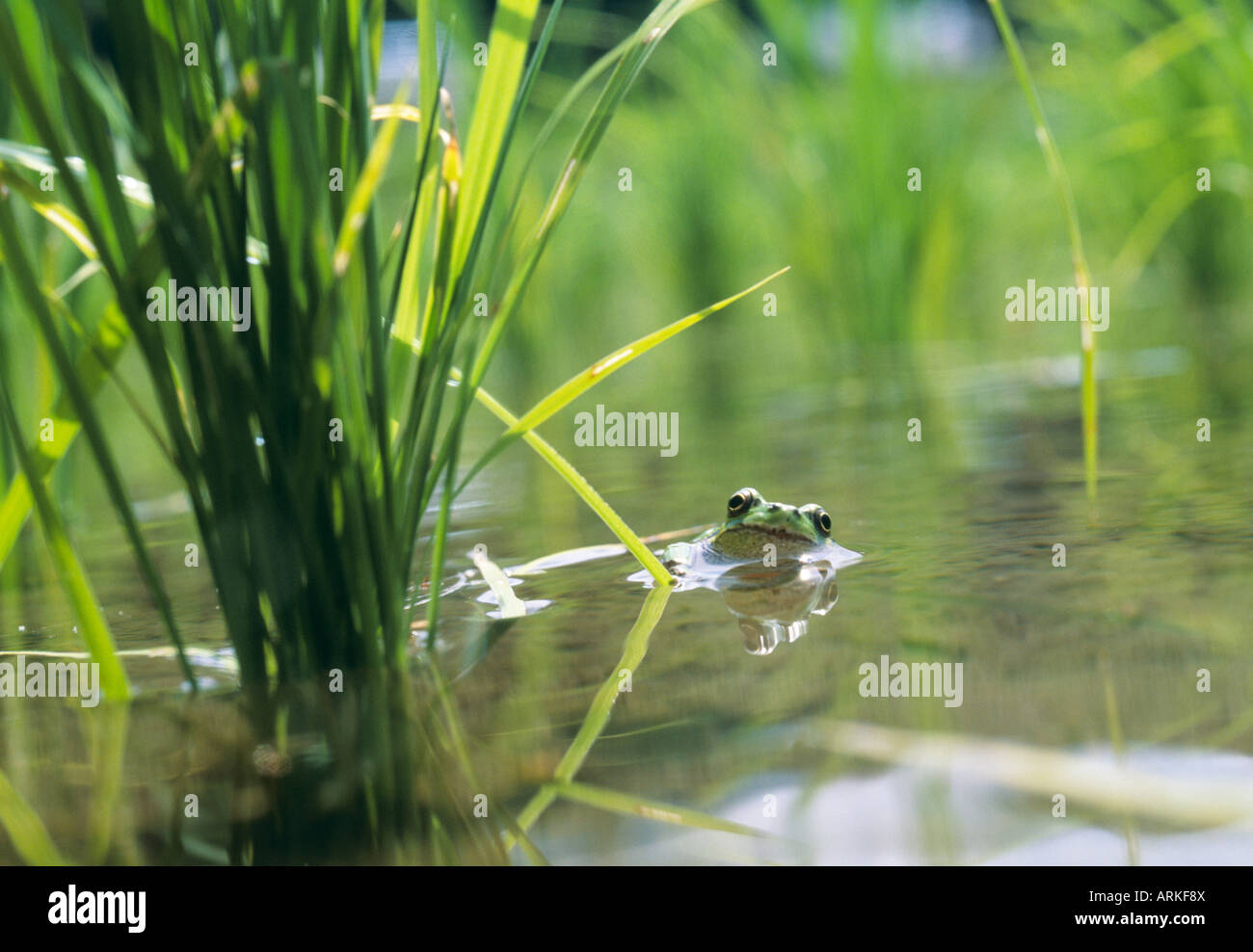 Rice Field Frog Stock Photos & Rice Field Frog Stock Images - Alamy