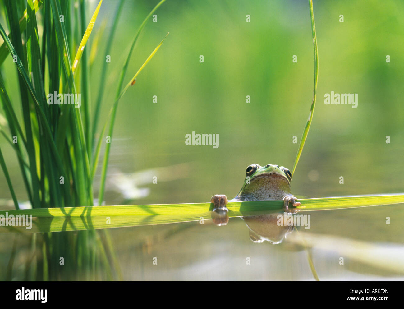 Rice Field Frog Stock Photos & Rice Field Frog Stock Images - Alamy
