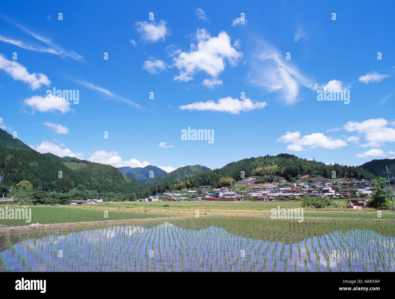 Japanese paddy field Stock Photo - Alamy
